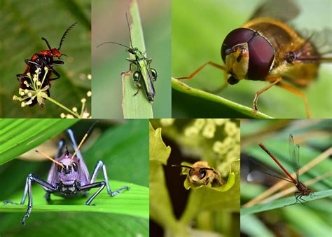 insects struggle to adjust to extreme temperatures ecology