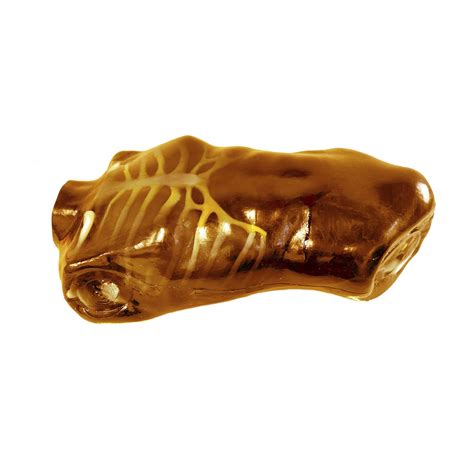 Ultrasound Imaging Test Phantom Us A04 True Phantom Solutions Torso