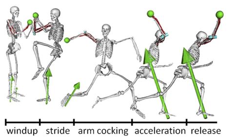 Amoeboid Movement Biology Simple