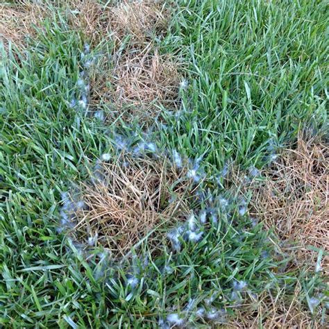 Pythium Blight The Lawn Institute Pythium Blight The Lawn Institute