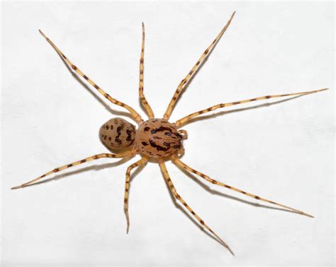 Scariest Spiders On The Planet 9 Creepy Arachnids That May Send