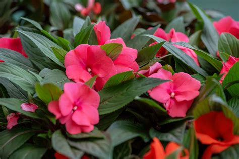 Impatiens Flower