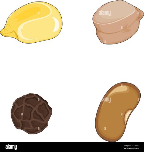 Different Types Of Seed Vector Illustration Stock Vector Image And Art