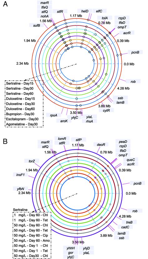 Antidepressants Cause Chromosomal Mutations And Multidrug Resistance