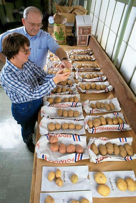 Genetically Modified Potatoes Stock Image C001 6016 Science Photo Library