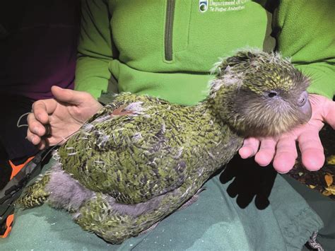 Kakapow Rare Worlds Fattest Parrot Has Record Breeding Season The