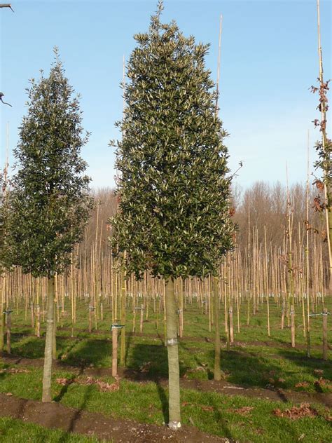 Quercus Ilex Holm Oak Holly Oak Evergreen Oak Van Den Berk Nurseries