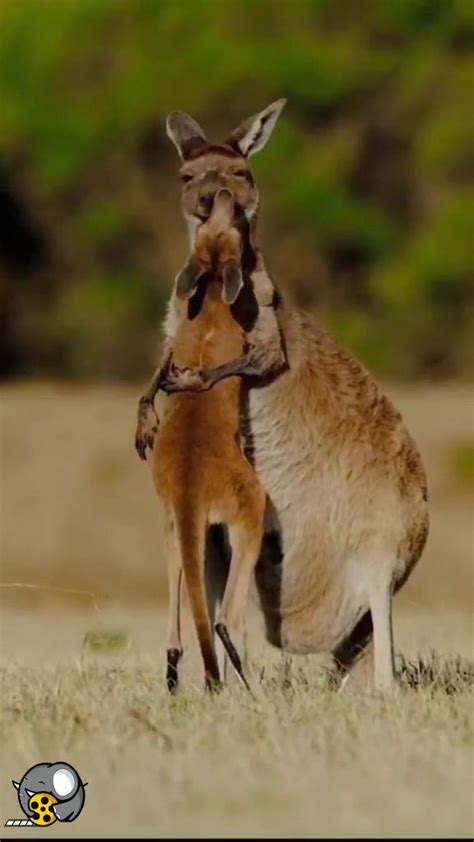 بغل کردن بچه و مامان کانگورو 🥺😍 فیلو