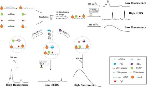 Schematic Diagram Represents The Working Principle Of The Developed