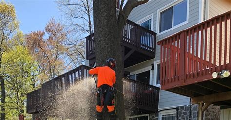 Tree Care In NJ Tree Removal In Huston County NJ