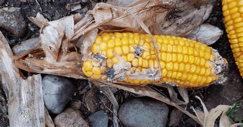 Navigating Lambda Cy Restrictions — 2023 Insect Control Options For