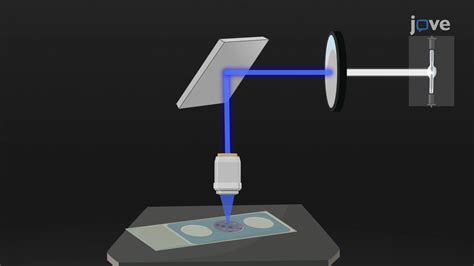 Immunofluorescence Microscopy For The Analysis Of Dna Double Strand Breaks