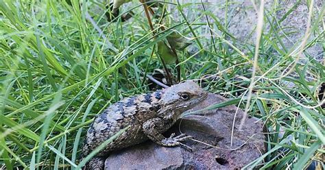 Texas Spiny Lizard Album On Imgur