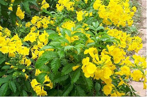 Esperanza Goldstar Yellow Bells Live Plant 1 Gallon Tecoma Stans Etsy