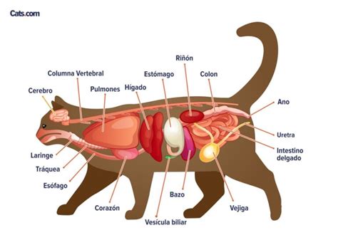 Guía De Anatomía Del Gato