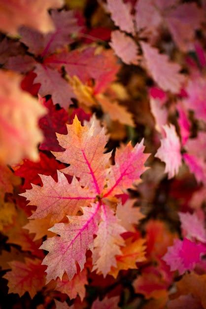 Premium Photo Red Leaf Autumn Tree