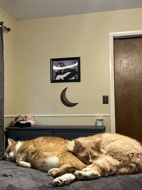 My Two Ginger Bois 🧡 Daze And Simon Rgingercats