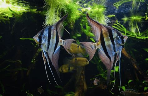 Altum Angelfish Orinoco Pterophyllum Altum F1 5cm Exotic Freshwater