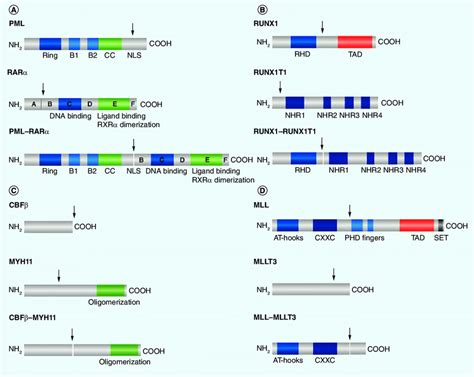The Protein Structure Of The Most Common Acute Myeloid Download