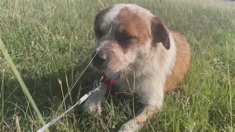 Perfect Pet Meet Pixie