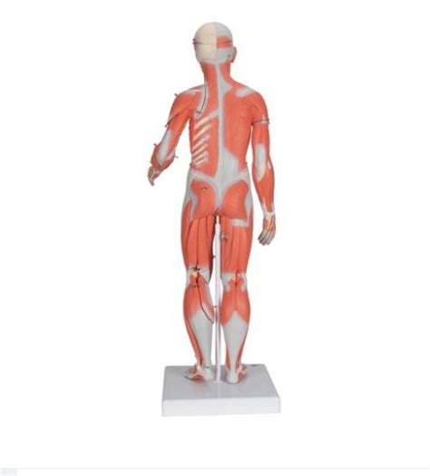 Mô Hình Giải Phẫu Hệ Cơ Toàn Thân 33 Phần 1000210 12 Life Size Complete Human Dual Sex Muscle
