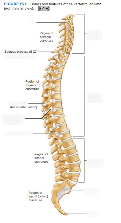 Figure 151 Bones And Features Of The Vertebral Column Right Lateral