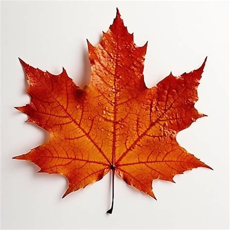Premium Ai Image Realistic Autumn Leaf Single Design Product