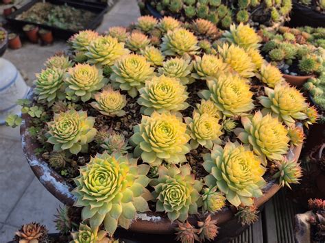 바위솔 다육정원 정원가꾸기 노지월동 시골살이를 하게된다면 노지월동이 되는 요런 바위솔들을 정원 가득히 키워보고 싶네요 꿈을 꾸 ♧행복한아파트다육살이