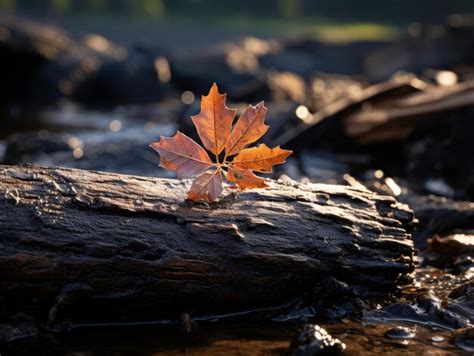 Premium Ai Image A Single Maple Leaf Sits On Top Of A Log