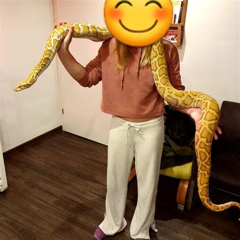 Dunkler Tigerpython Reptale De