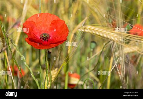 Field In Spring Stock Photo Alamy