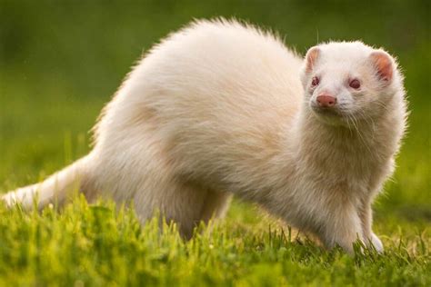 How Much Does A Ferret Cost Total Care Cost Breakdown