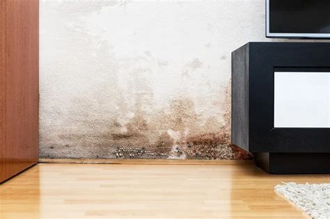 Types Of Mold In Homes Mold Identification Photos