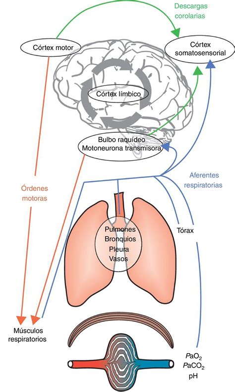 Disnea De Esfuerzo En Las Enfermedades Respiratorias Crónicas De La