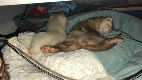 Im Just Cry Laughing Like My Dude Is Comfy 😂🤣 Rferrets