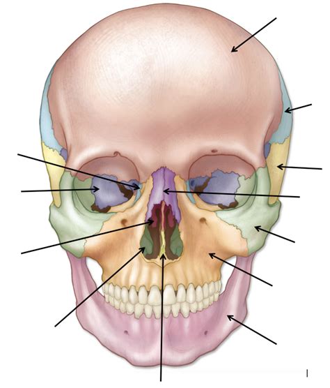 Facial Bones Around Eye At Tasha Hyman Blog