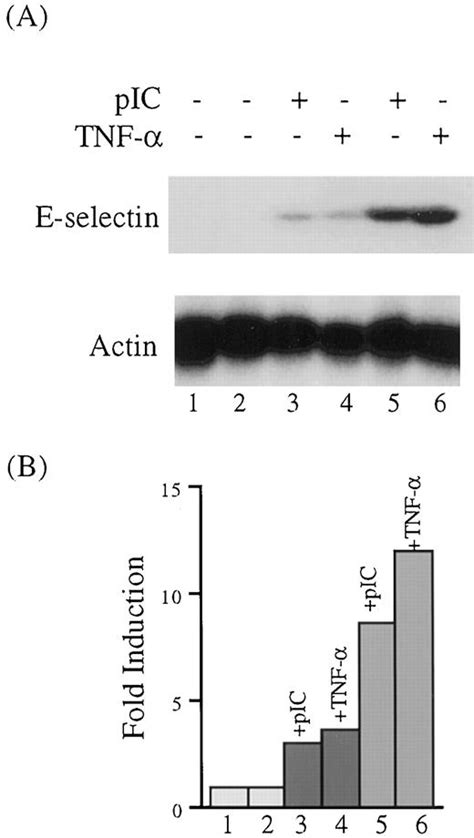 induction of e selectin expression by double stranded rna and tnf α is