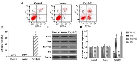 Using Lipofectamine 3000 For Poly Ic Transfection Genspark