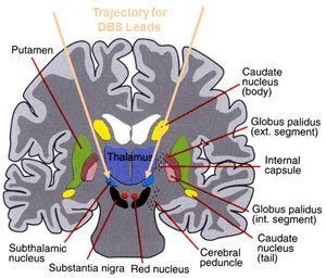 Nucleus Accumbens Anatomy