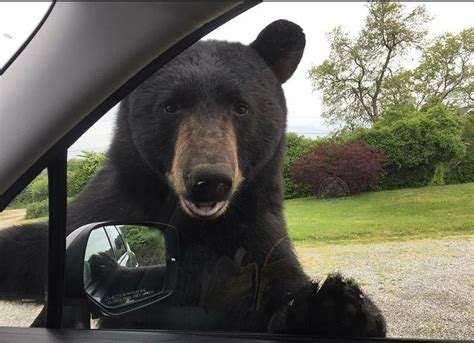 Create Meme Bear Driving Black Bear Wild Bear Pictures Meme
