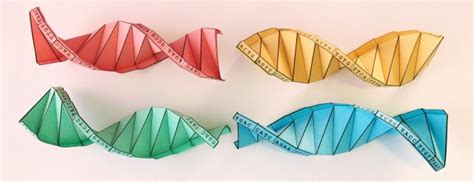 Origami Dna Model Instructions