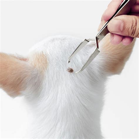 Tick Remover Tool Set Tick Hook Stainless Steel Pe Grandado