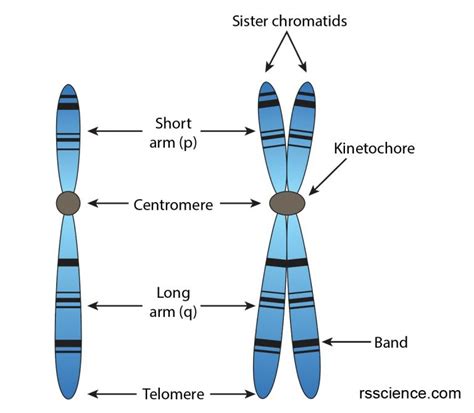 What Is A Chromosome Function And Structure Rs Science