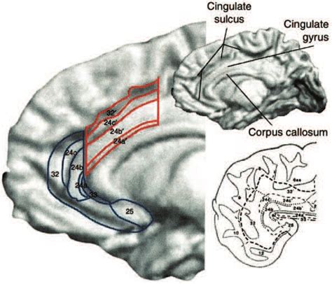 7 Left Schematic Representation Of Cytoarchitectural Areas Of The