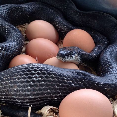 Do Rat Snakes Eat Chicken Eggs Yes Heres What To Do Chicken