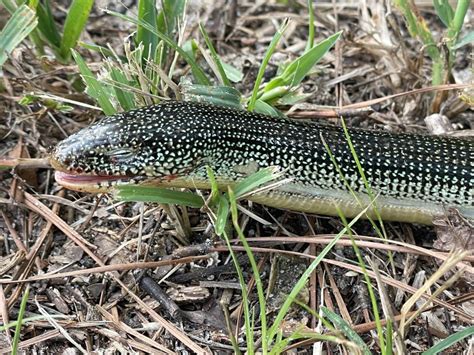 Eastern Glass Lizard Natures Glass Act Coastal Georgia Botanical