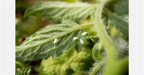 Exploring Test Strips For Simultaneous Detection Of Pesticides In