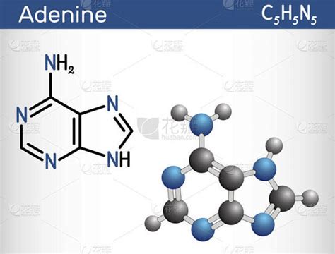 腺嘌呤，艾德分子。它是嘌呤核酶，dna和rna遗传密码的基本单位。结构化学公式，分子模型。矢量说明