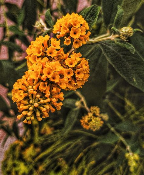 Buddleja Davidii Yellow Josje Mulder Flickr