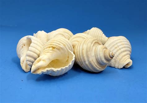 Groovy White Shells Macron Aethiops 8 Shells Approx 2 25 Inches
